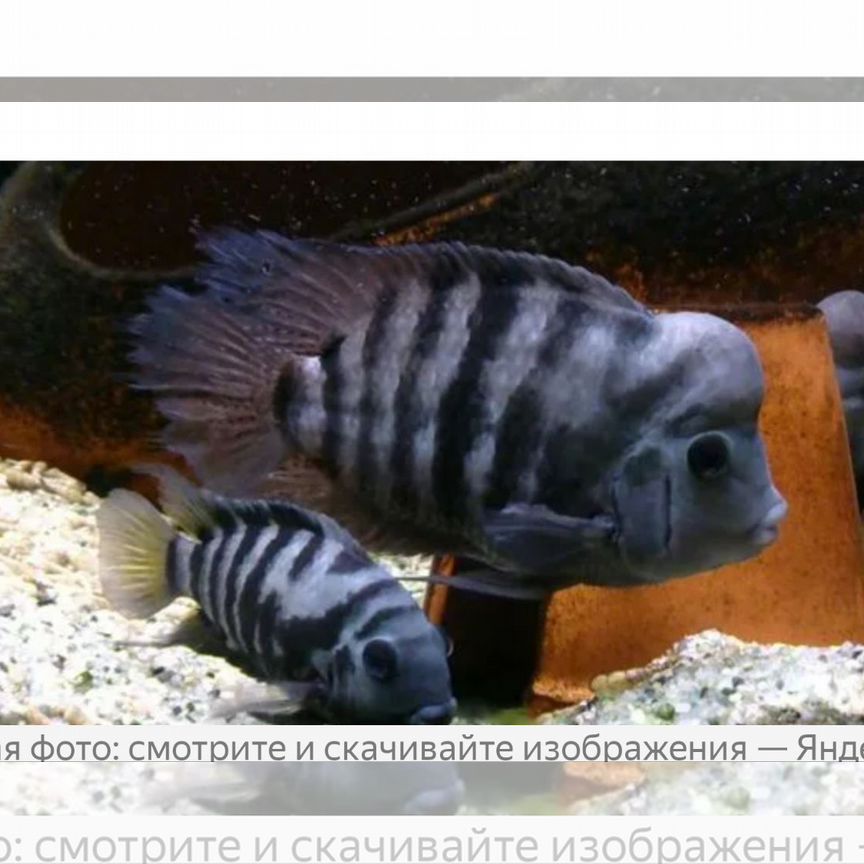 Чернополосая цихлазома