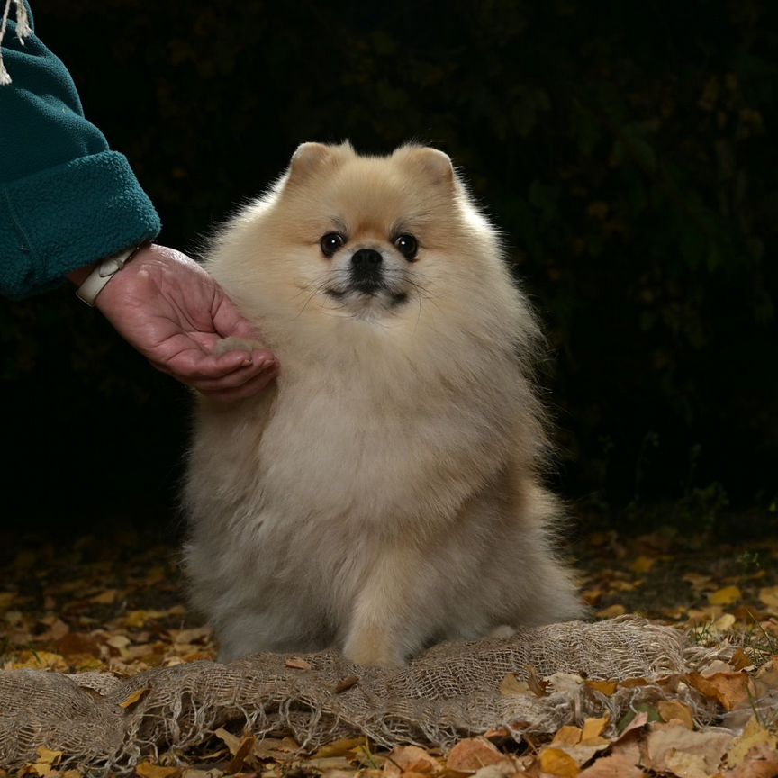Малый немецкий шпиц, вязка
