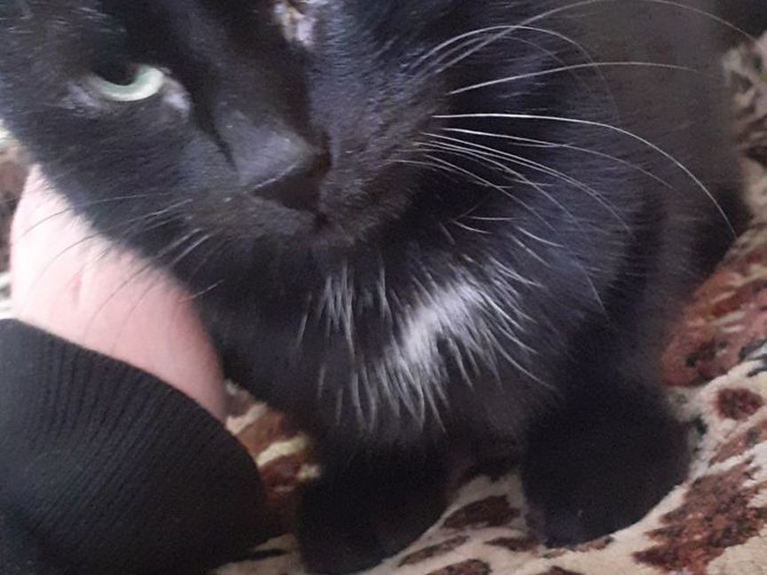 Чёрная кошка