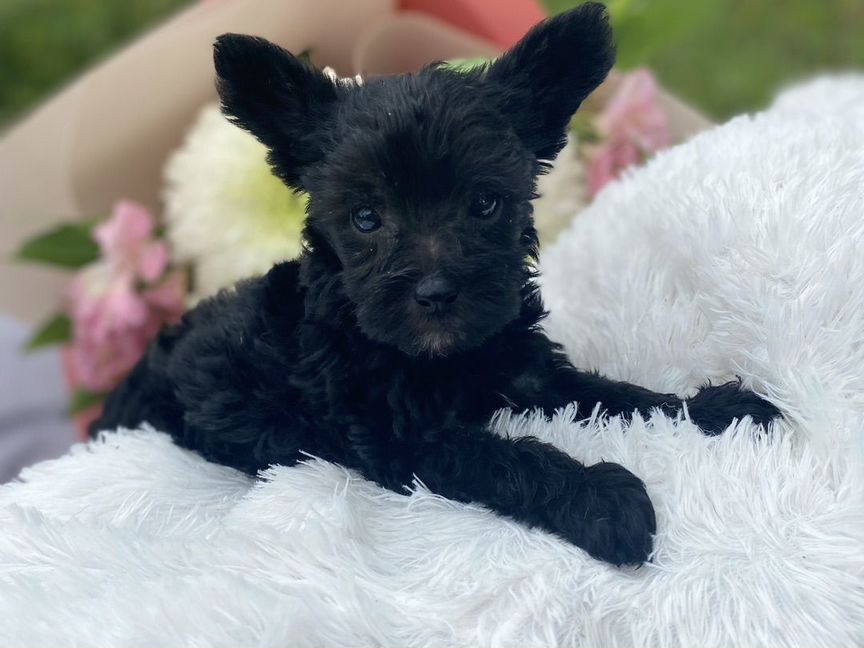 Красивая девочка