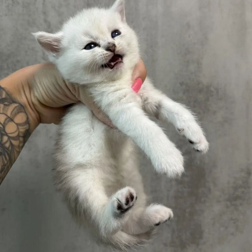 Шотландский вислоухий короткошёрстный котёнок