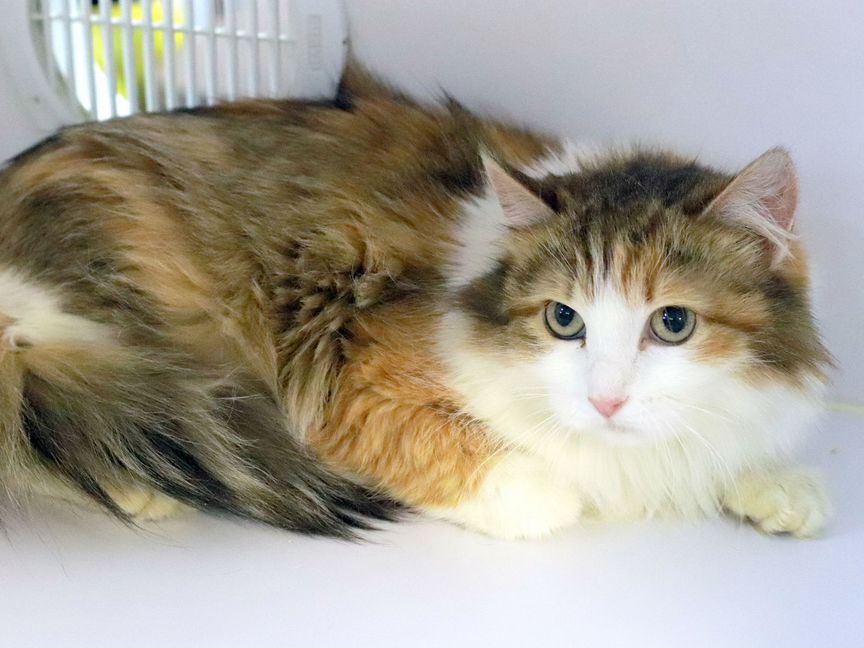 Пушистая богатка ищет дом