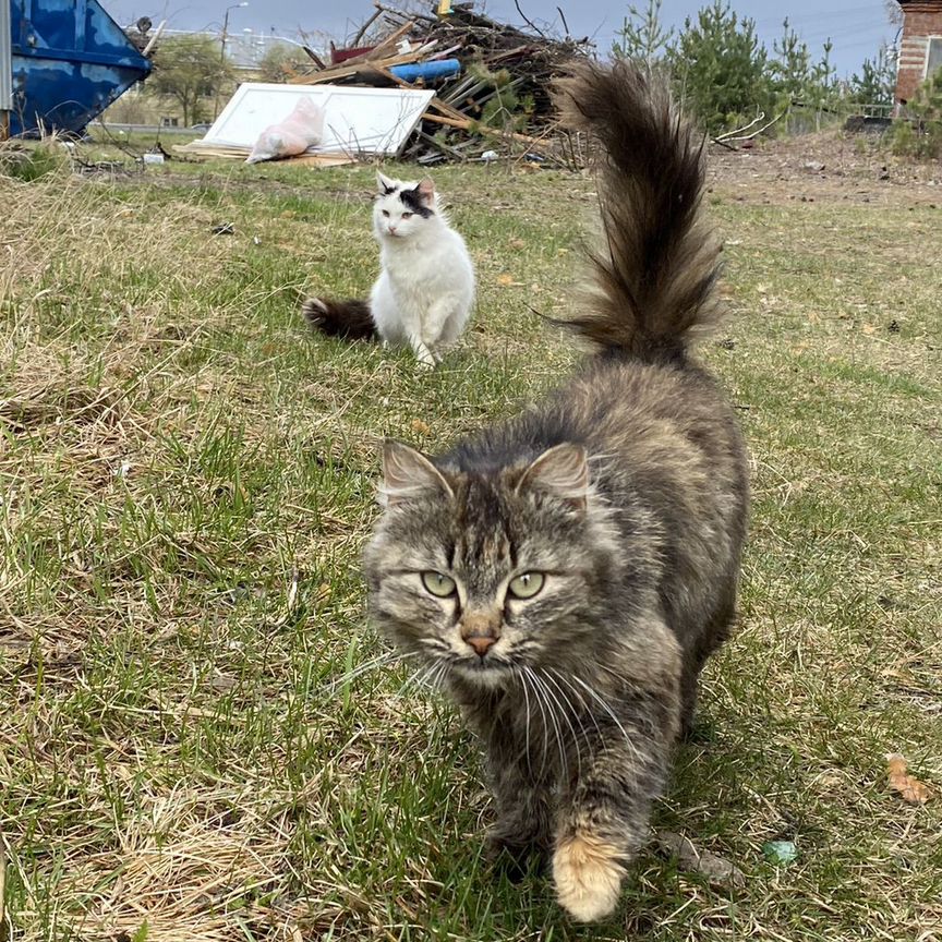 3 уличные кошки