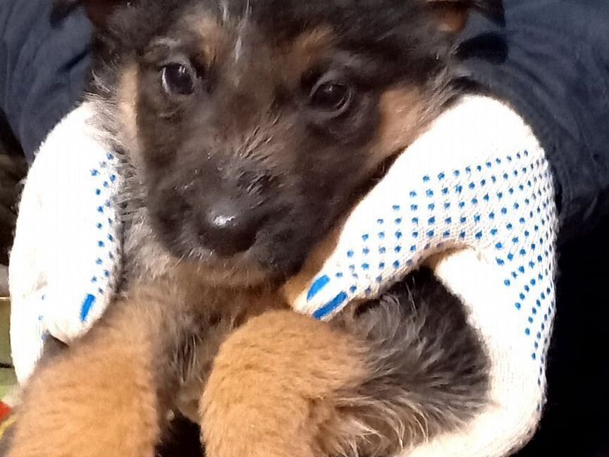 Щенки немецкой овчарки