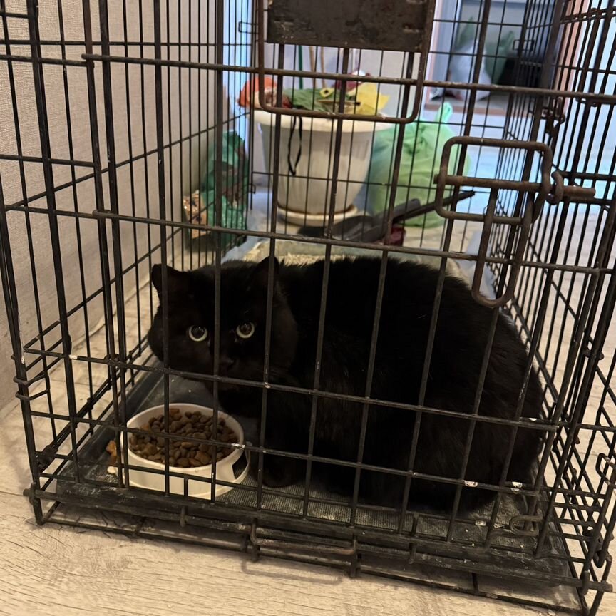 Взрослый кот в добрые руки