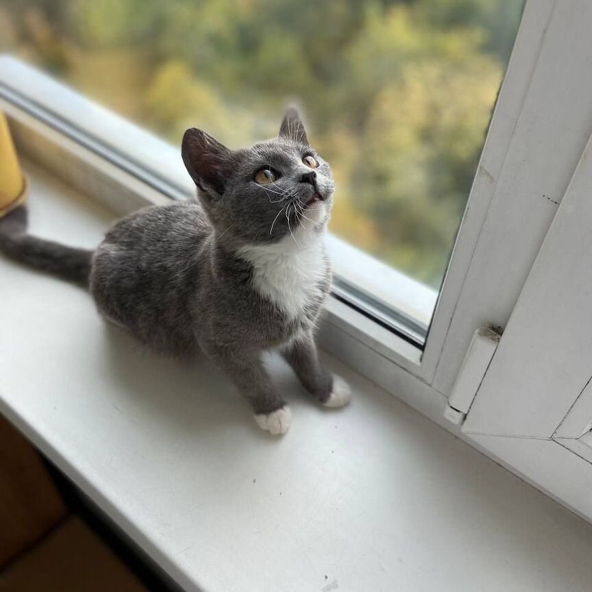 Котенок мальчик