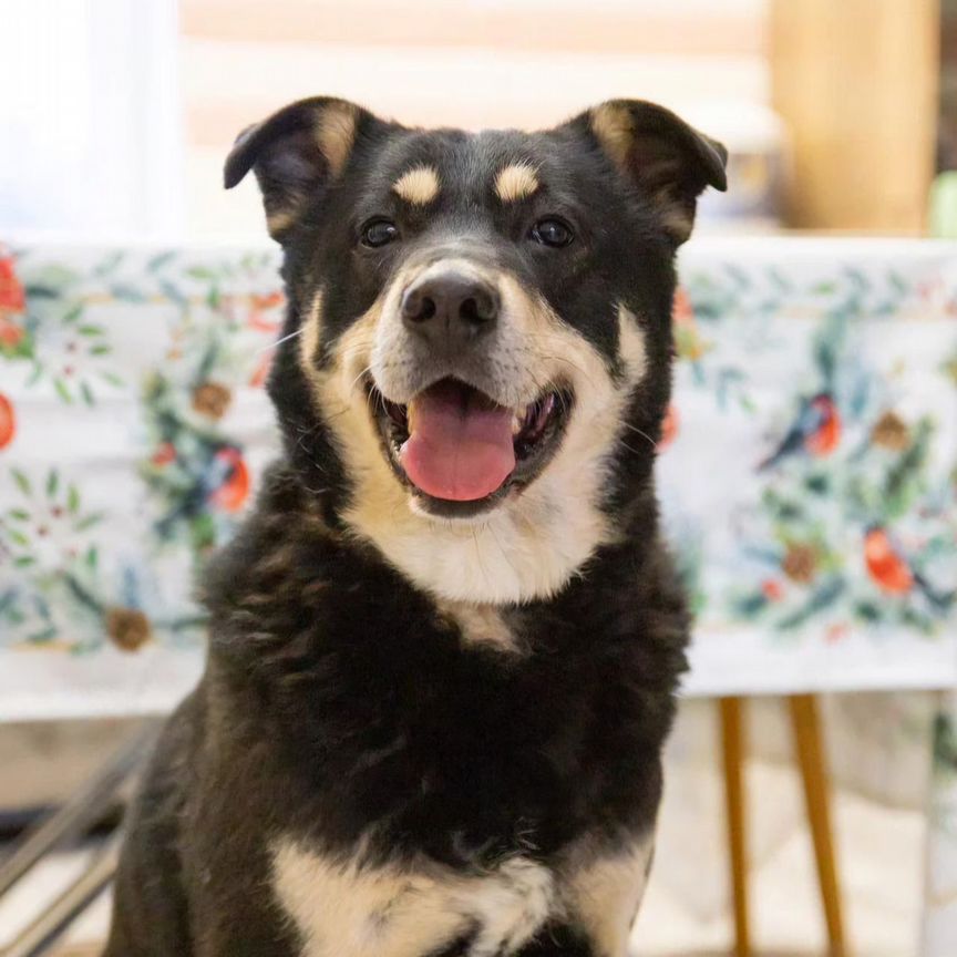 Ласковый пёс в добрые руки