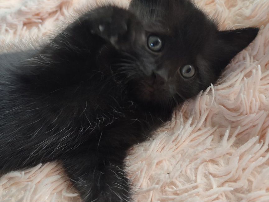 Котёнок Мишка в добрые руки