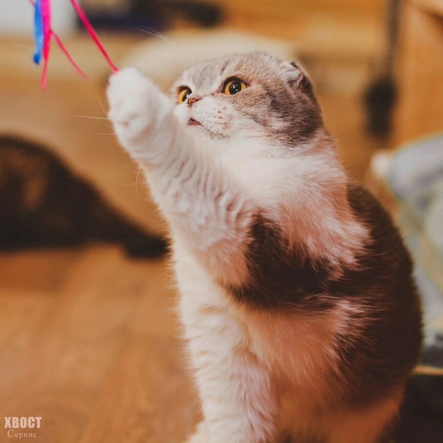 Кошка Шотти ищет хозяина. Отдадим в хорошие руки