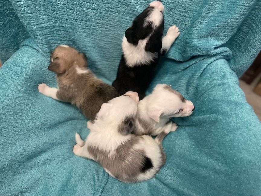 Вельш-корги кардиган щенки