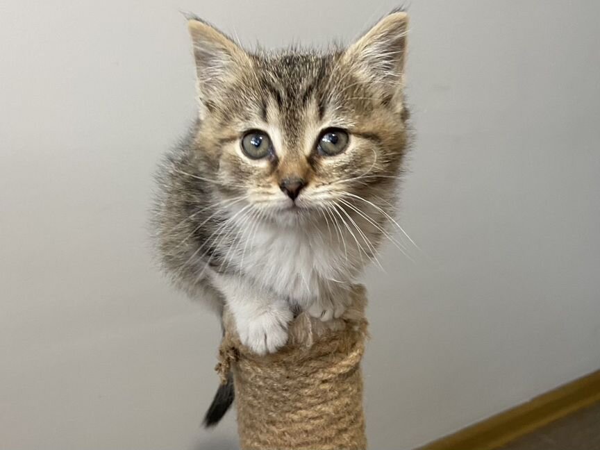 Котенок ишет дом