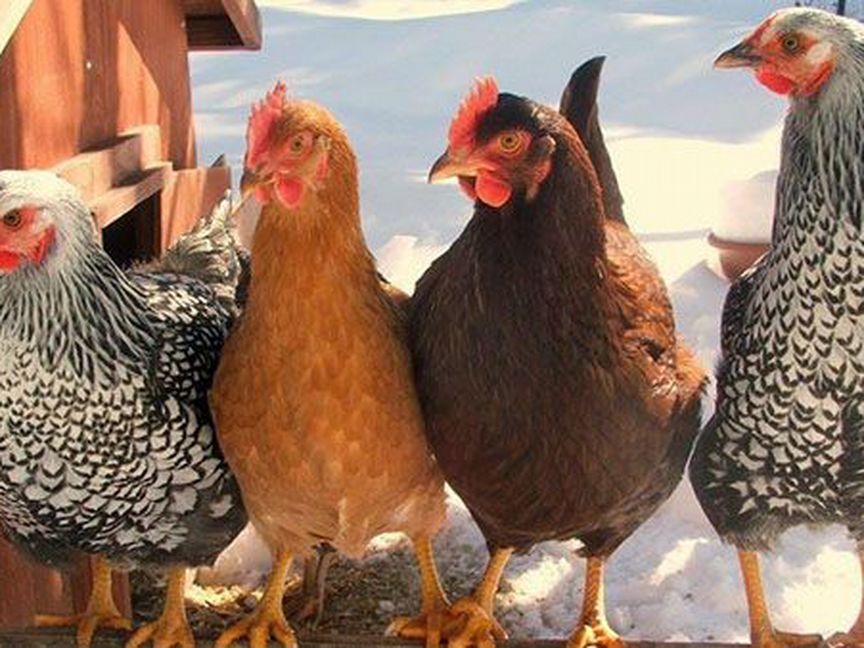 Продам кур несушек