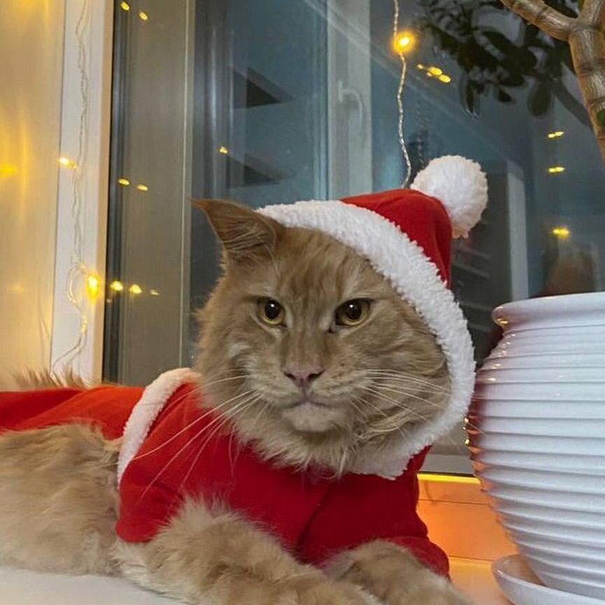 Одежда для животных