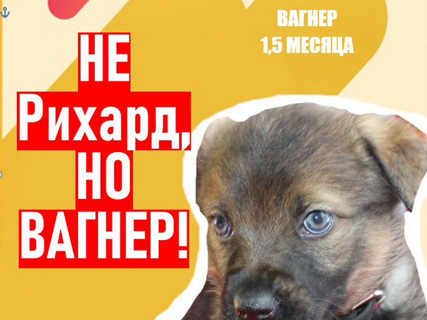 Собака С громким именем