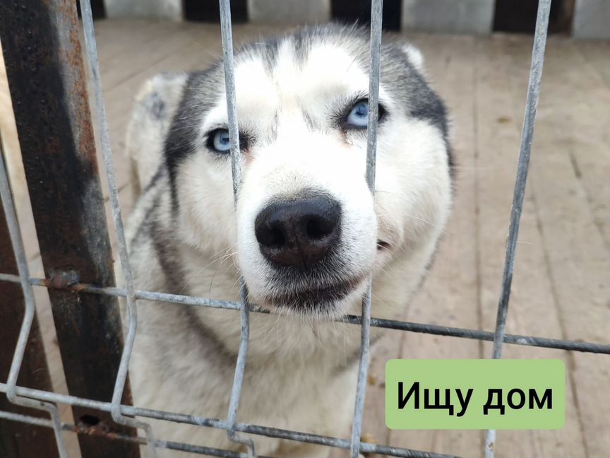 Собака