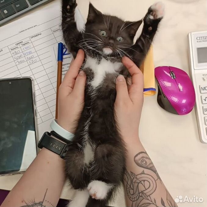 В ветеринарном центре Ирбис родились котята