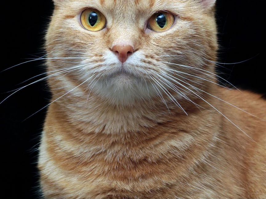 Кошка Шелти ищеи дом