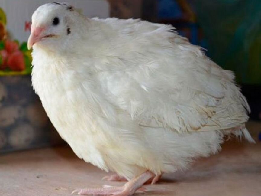 Инкубационное яйцо Техасский белый перепел