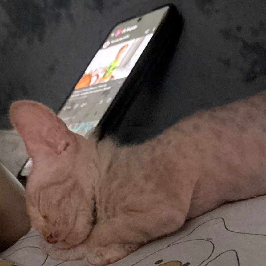 Донской сфинкс котёнок