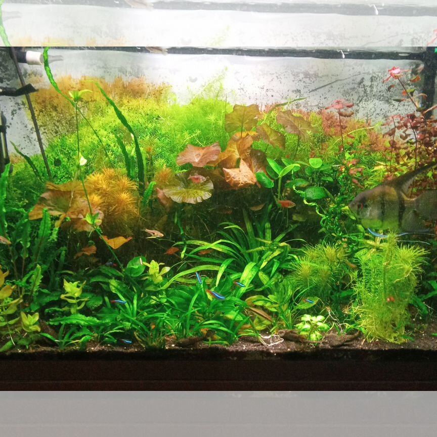 Аквариумные растения