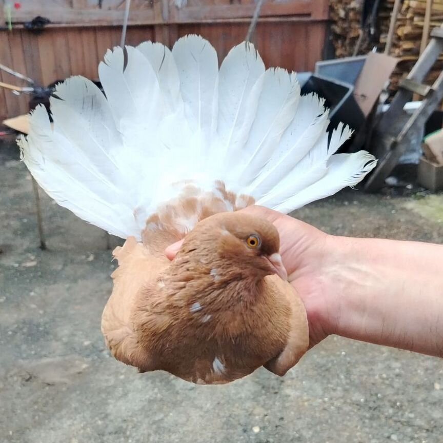 Голуби