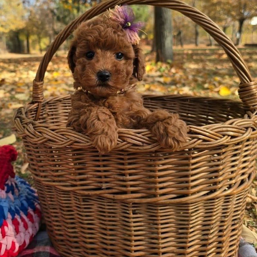 Той-пудель, щенок