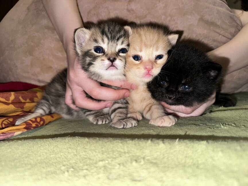 Котята