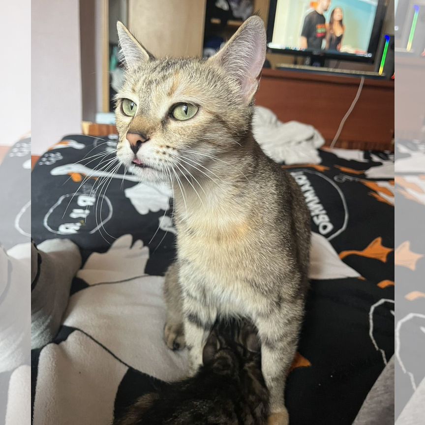 Бенгальская, взрослая кошка