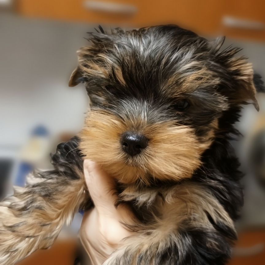 Йоркширский терьер, щенок