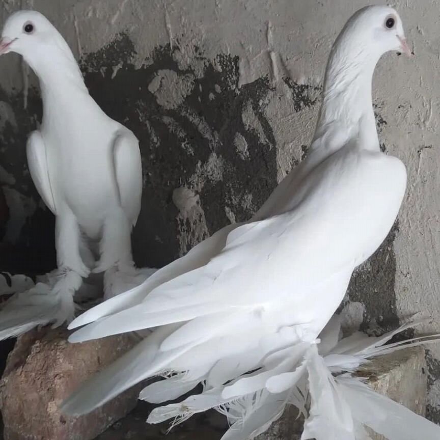 Иранские голуби Тибрис