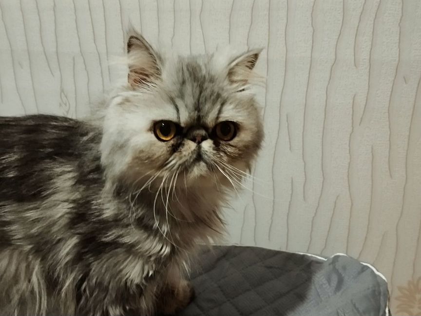 Персидская кошка