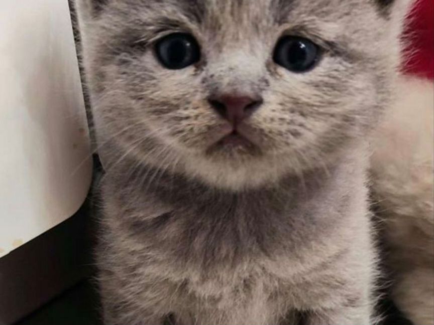 Шотландские вислоухие котята