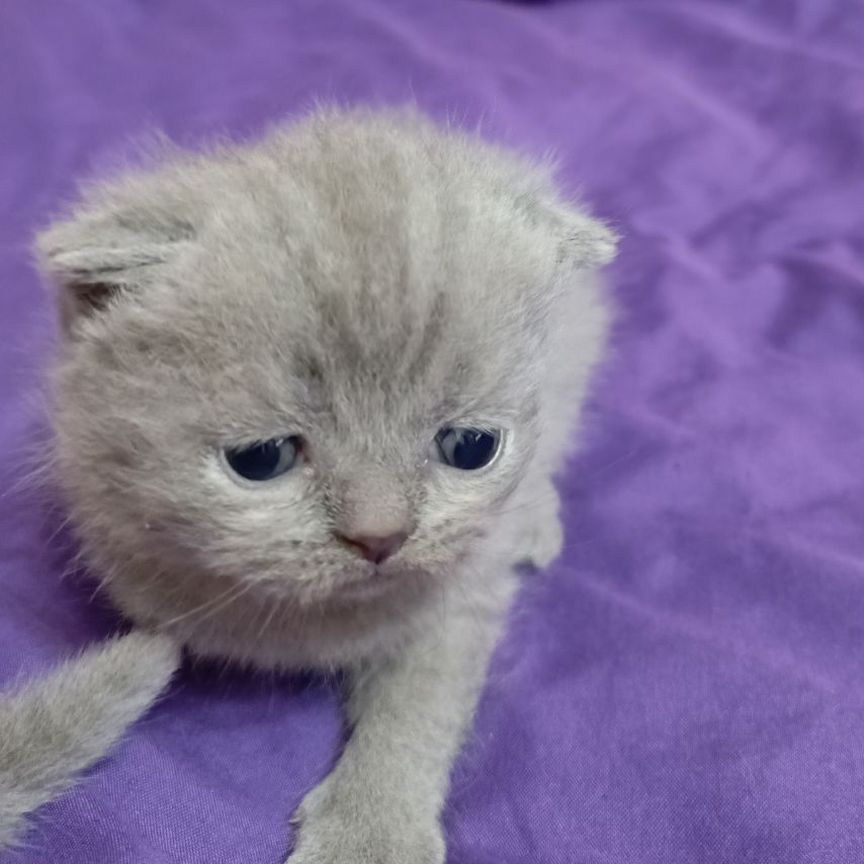 Шотландская вислоухая кошка скоттиш фолд