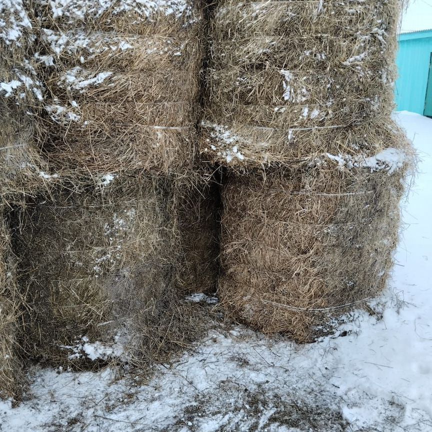 Продам сено в рулонах