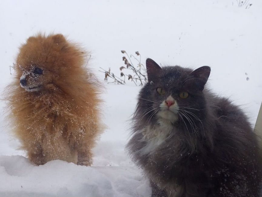 Корм для собак