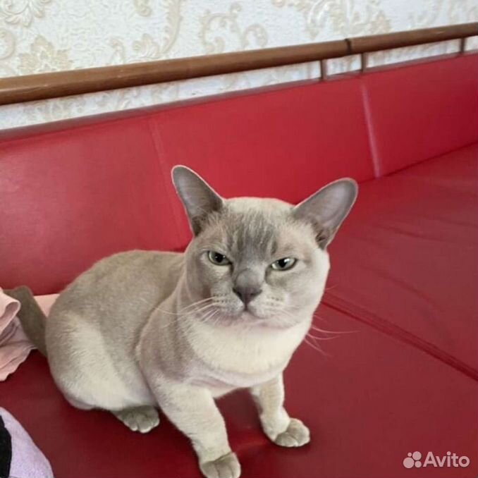 Вязка бурманский кот лиловый
