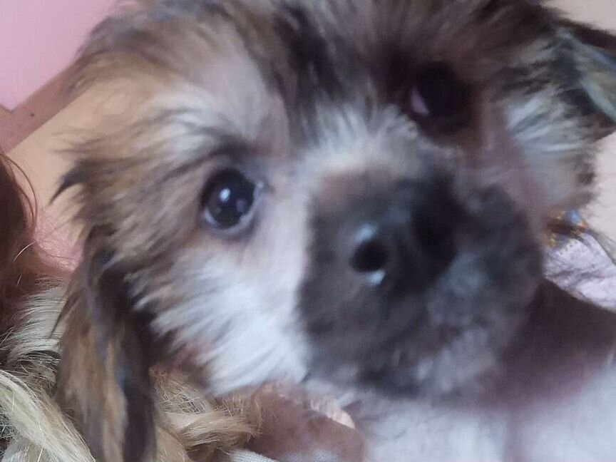 Щенки мелких пород