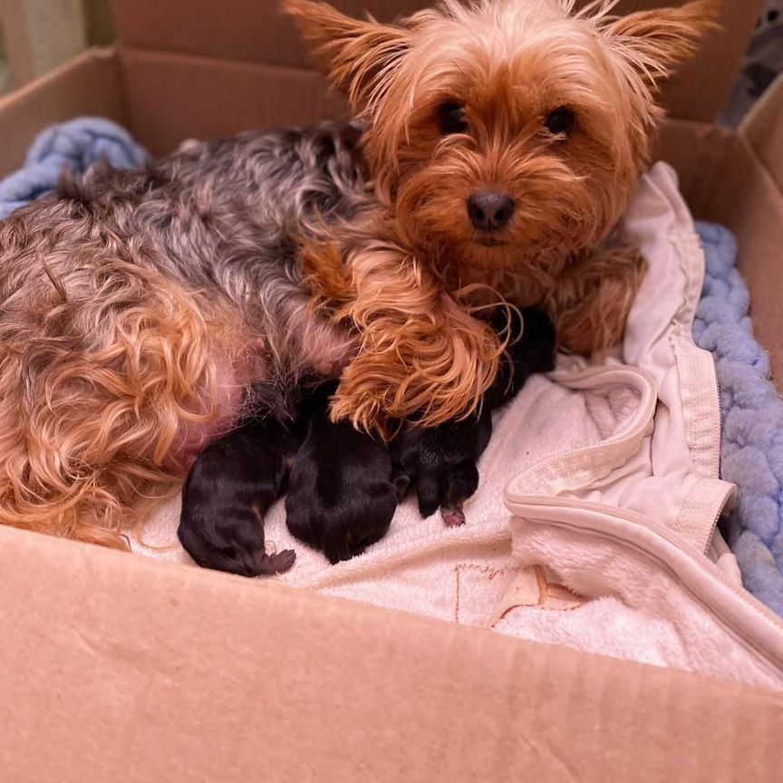 Йоркширский терьер щенки