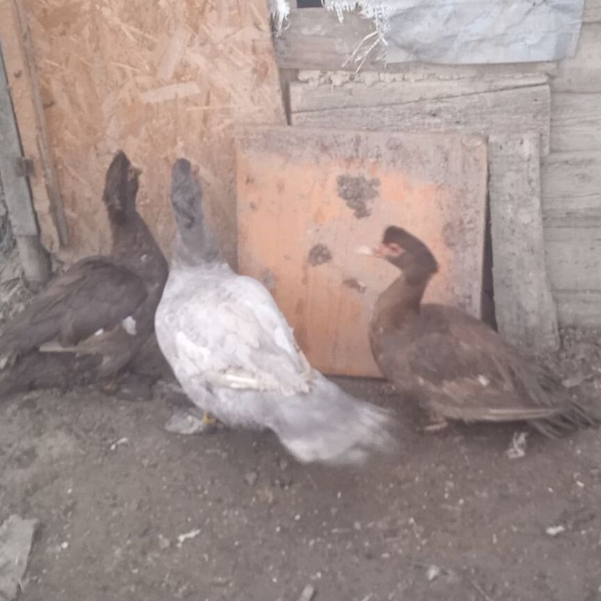 Инкубационное яйцо индоутки тяжолой линии