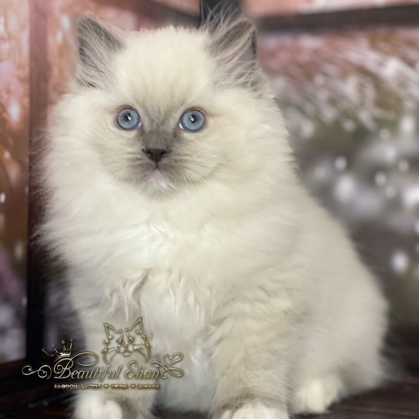 Котенок рэгдолл