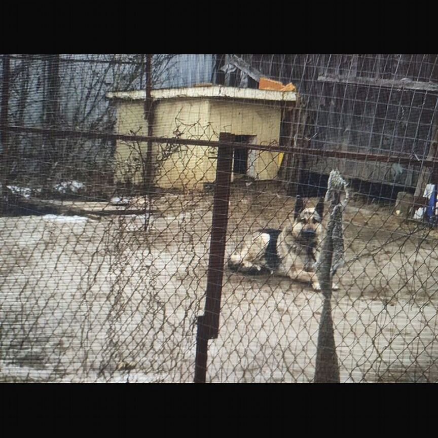 Немецкая овчарка 6 лет