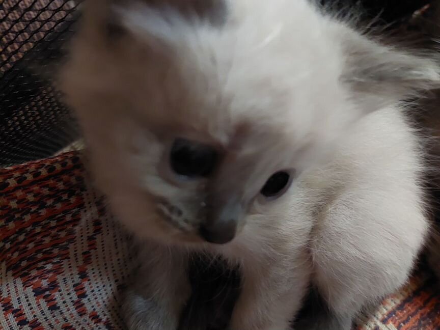 Котята