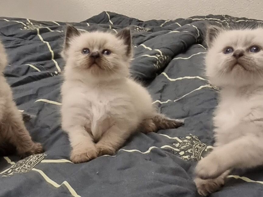 Котята Невская маскарадная