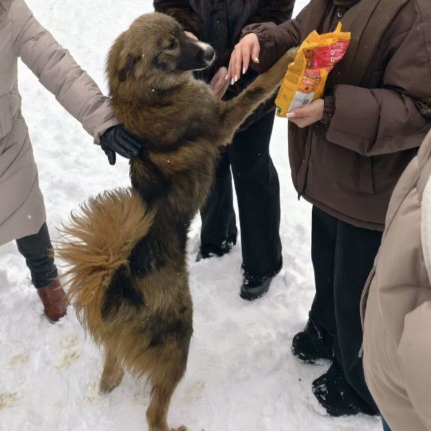 Щенок в добрые руки