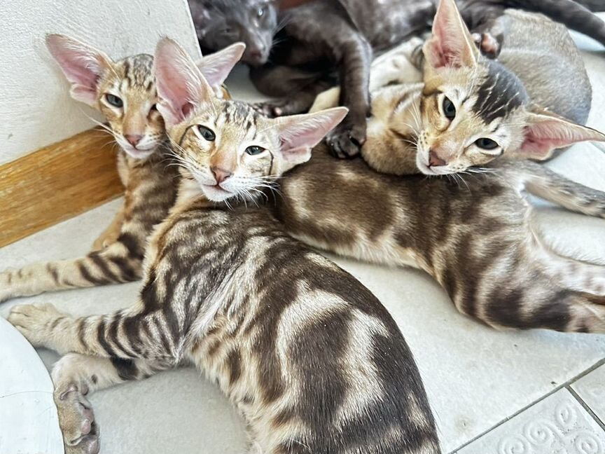 Ориентальные котята