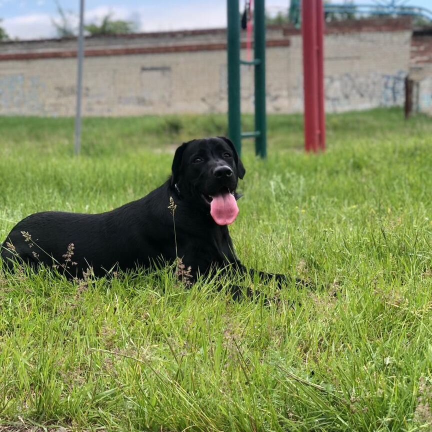 Кобель лабрадора вязка