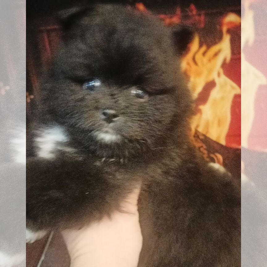 Померанский шпиц, щенок