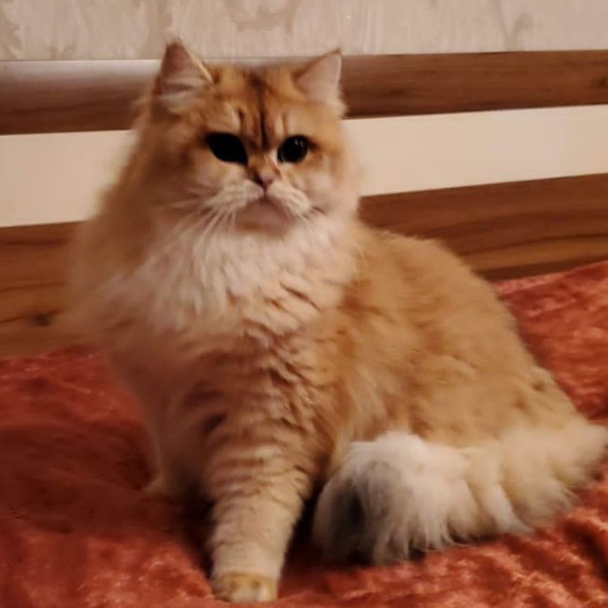 Взрослые кошечки пу12 дш