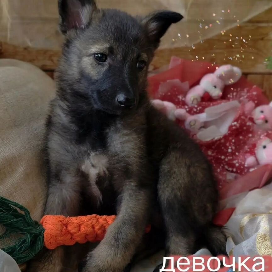 Щенок в добрые руки