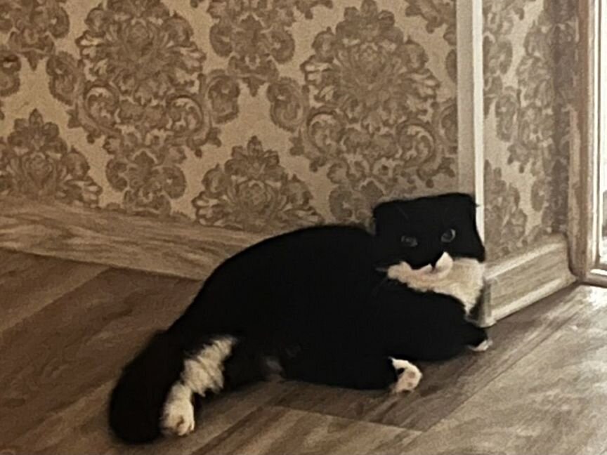 Молодая кошечка